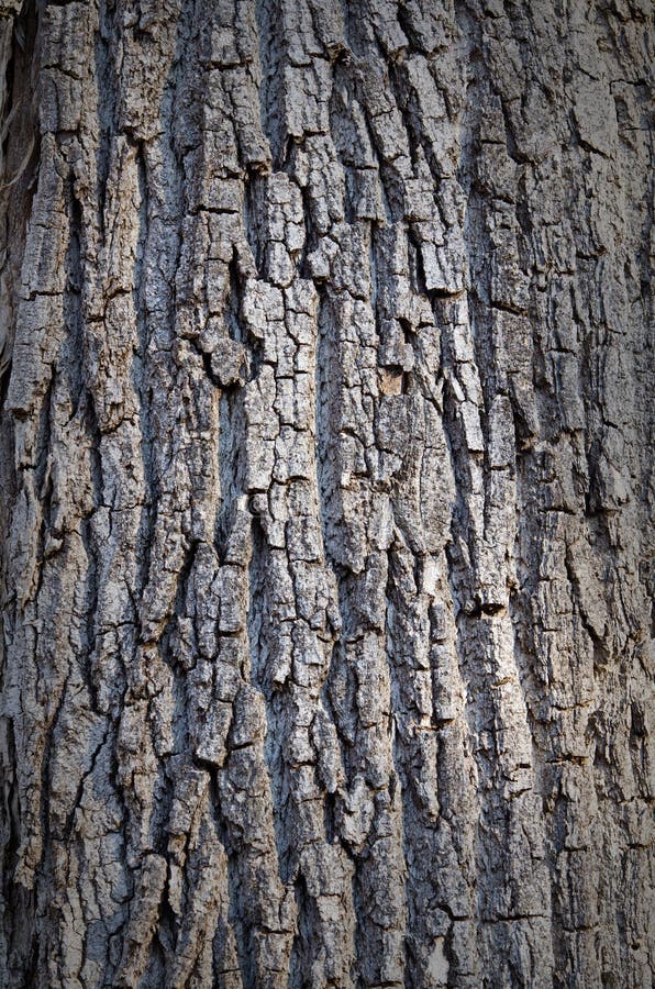 Textures Of Dry Tree Trunk / Wood Stock Photo - Image of tree, beach ...