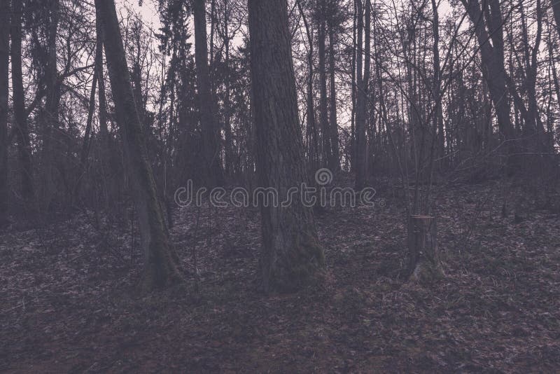 Tree Trunk Textures in Natural Environment - Vintage Retro Effec Stock ...