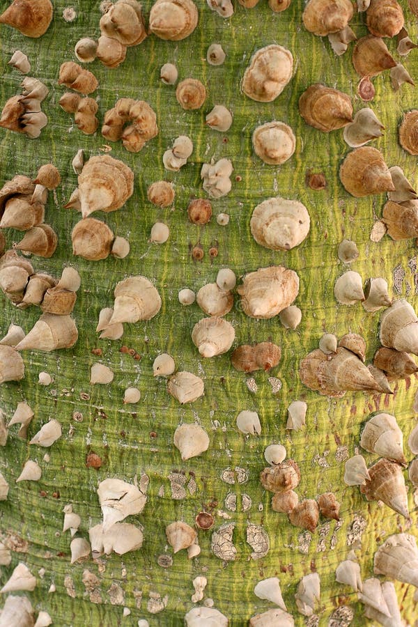 Tree trunk with thorns stock photo. Image of bark, textured - 2645616