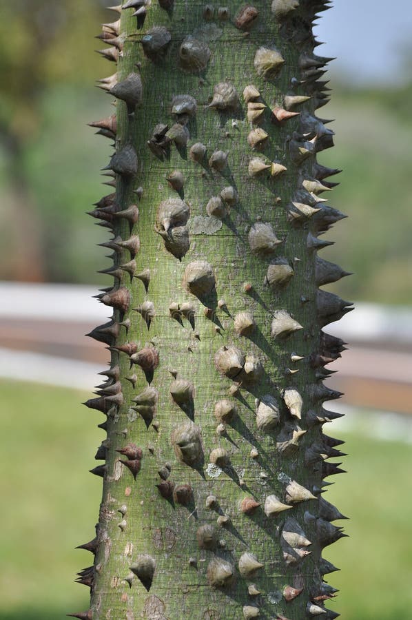 1,290 Tree Trunk Thorns Stock Photos - Free & Royalty-Free Stock Photos ...