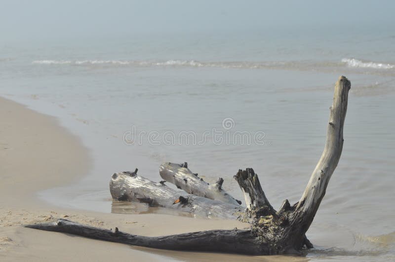 Tree Trunk Thrown by the Waves of the Sea. the Sand in the Desert in ...