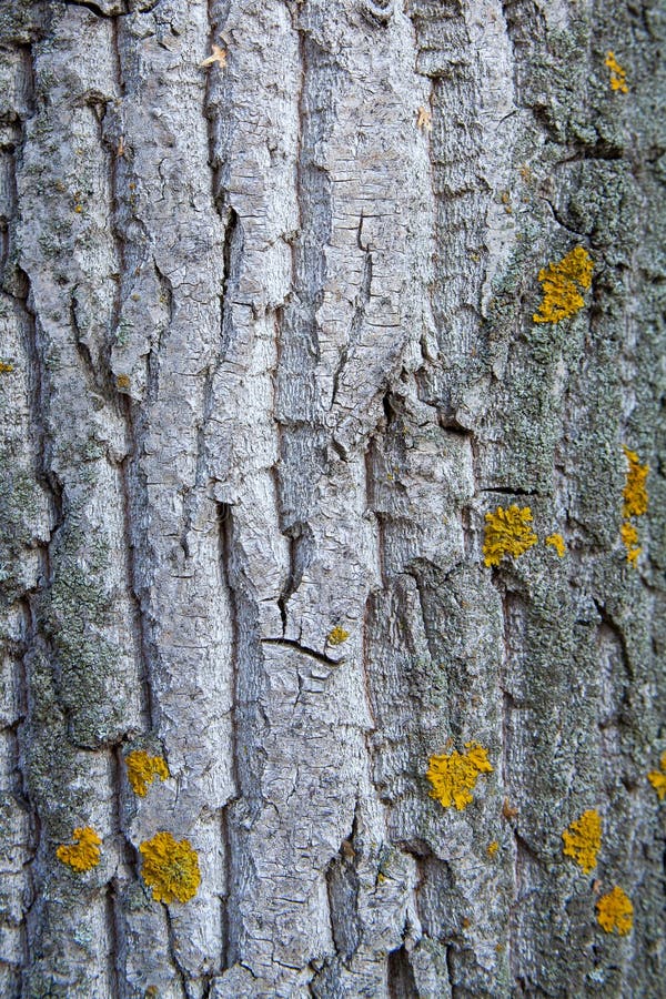 Tree trunk tissue stock image. Image of bark, abstract - 129572499