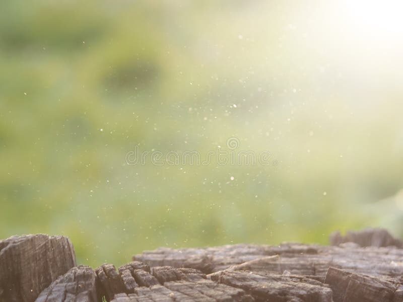 Tree Trunk Top for Your Decoration and Spring Landscape Stock Image ...