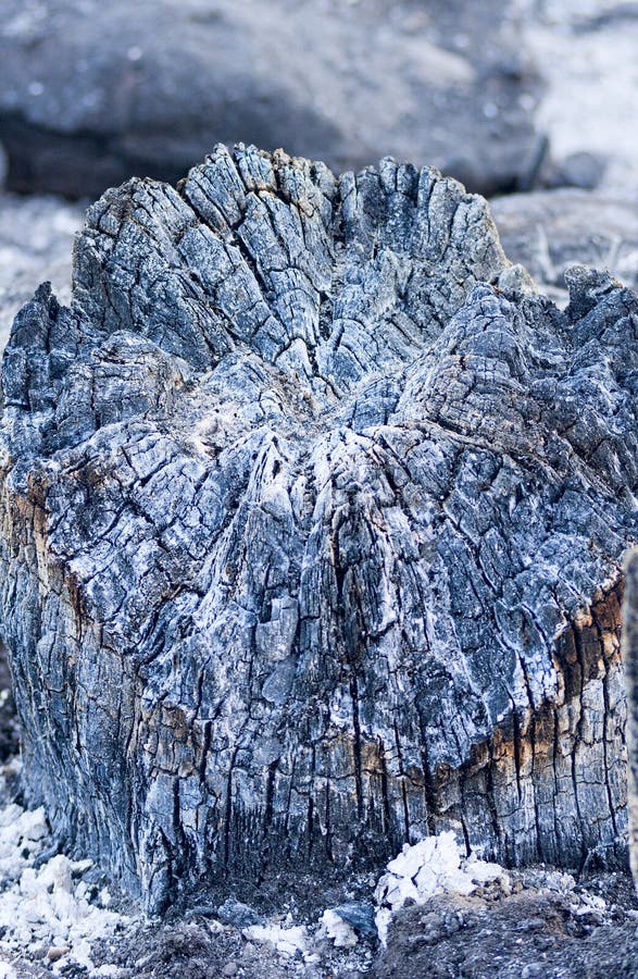 A Tree Trunk Totally Burned by a Fire during the Hot Summer Stock Photo ...
