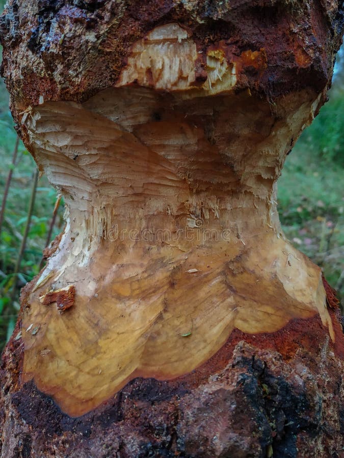 Tree Trunk with Traces of Beaver Gnawing Stock Image - Image of plant ...