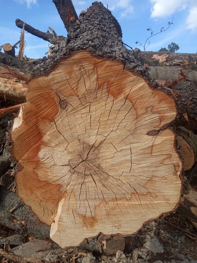 Tree Trunk with Traces of Saw Cut and Cracked Background Stock Photo ...