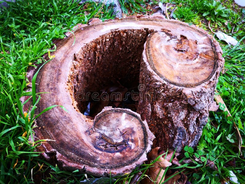 Tree trunk stock image. Image of tree, grass, surrounded - 110621565