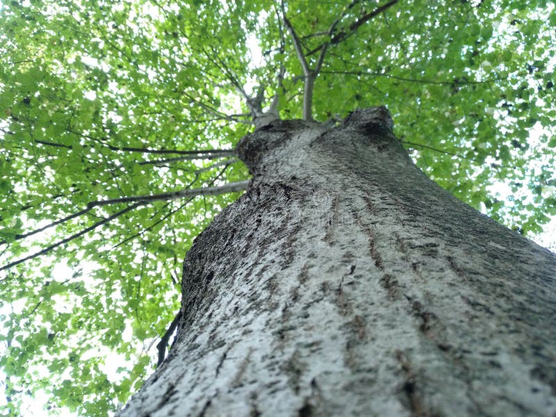 Tree trunk stock photo. Image of bosque, campo, whatching - 102337382