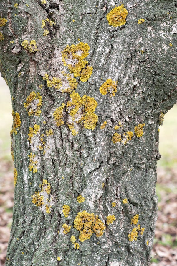 Tree Trunk. the Trunk of a Walnut Tree Covered with Lichen Stock Image ...