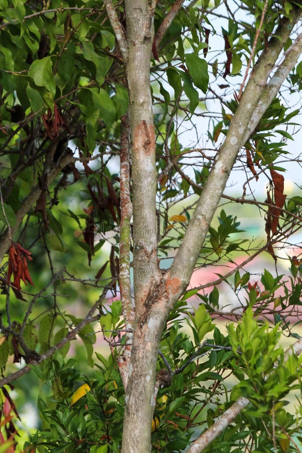 Tree Trunk, Twigs and Leaves Stock Image - Image of twig, blossom ...