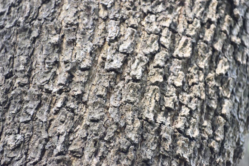 Tree Trunk Under the Forest in India Stock Image - Image of rough ...