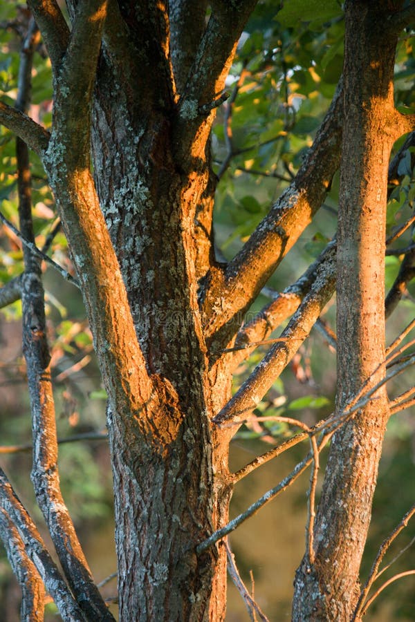 Tree Trunk Under Sunset Light Stock Image - Image of light, nature ...