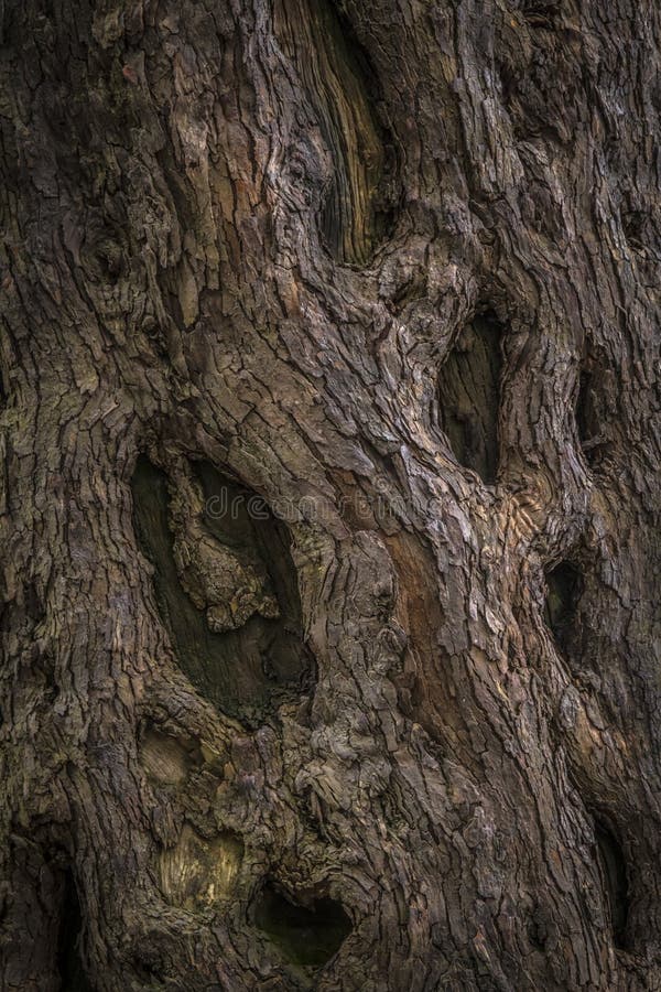 The Tree Trunk Unique Texture and Shape Stock Image - Image of nature ...