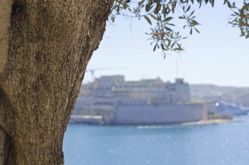 A Tree Trunk, Valletta Harbor Malta Stock Photo - Image of maltese ...