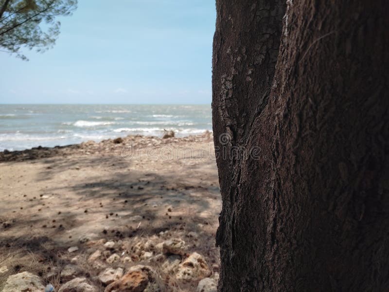 Tree Trunk with a Very Cool and Natural Motif, Growing on the Beach ...