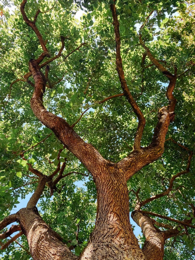 Tree Trunk Very Tall Has Lot Leaves Stock Photos - Free & Royalty-Free ...