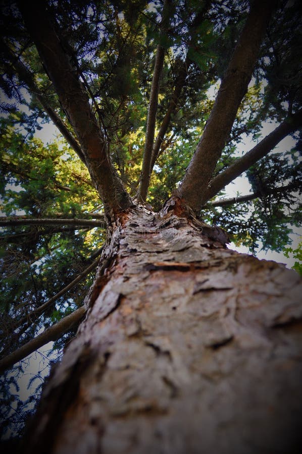 Tree trunk view from below stock image. Image of nature - 244086703