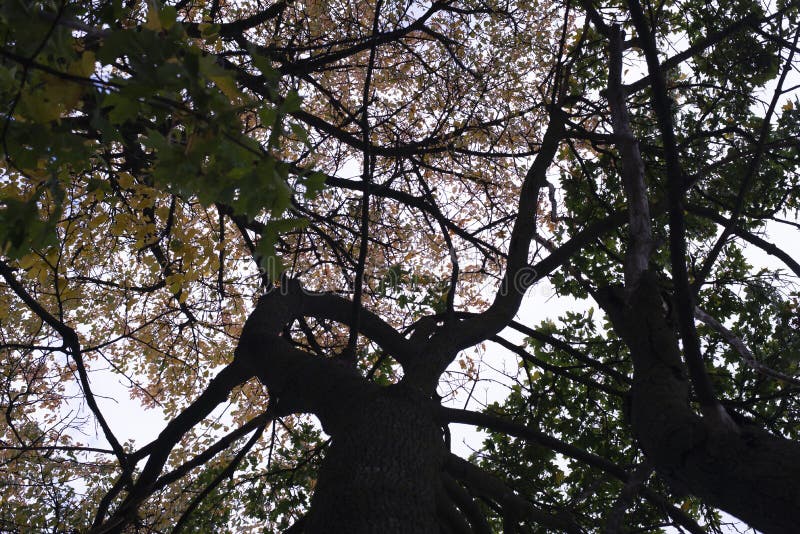 Tree Trunk. View from Below. Tree Branches and Leaves. Forest in Summer ...