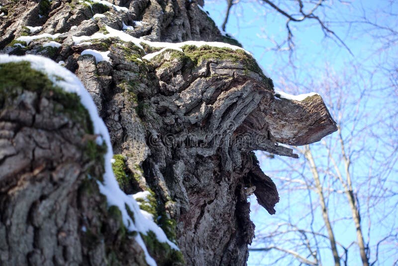 Tree Trunk, View from Below. Nature in Winter Season Stock Photo ...