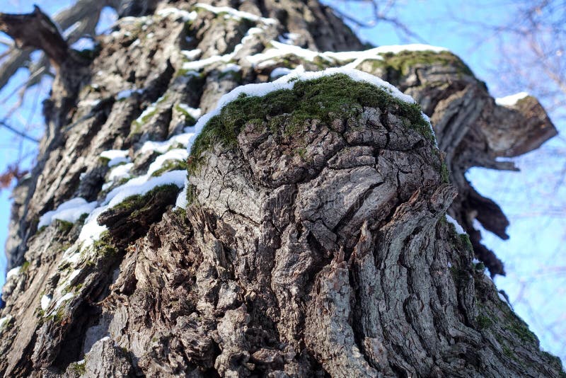 Tree Trunk, View from Below. Nature in Winter Season Stock Image ...