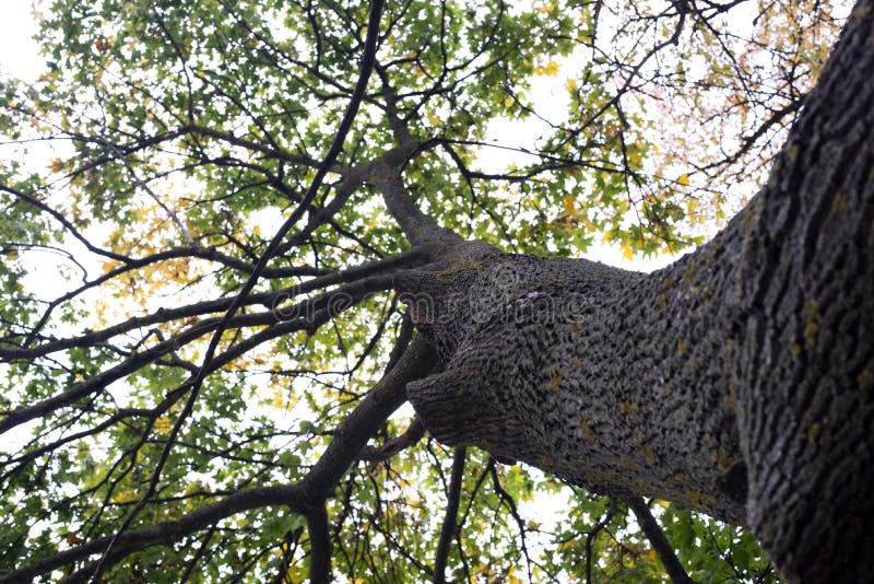 Tree Trunk. View from Below. Tree Branches and Leaves. Forest in Summer ...