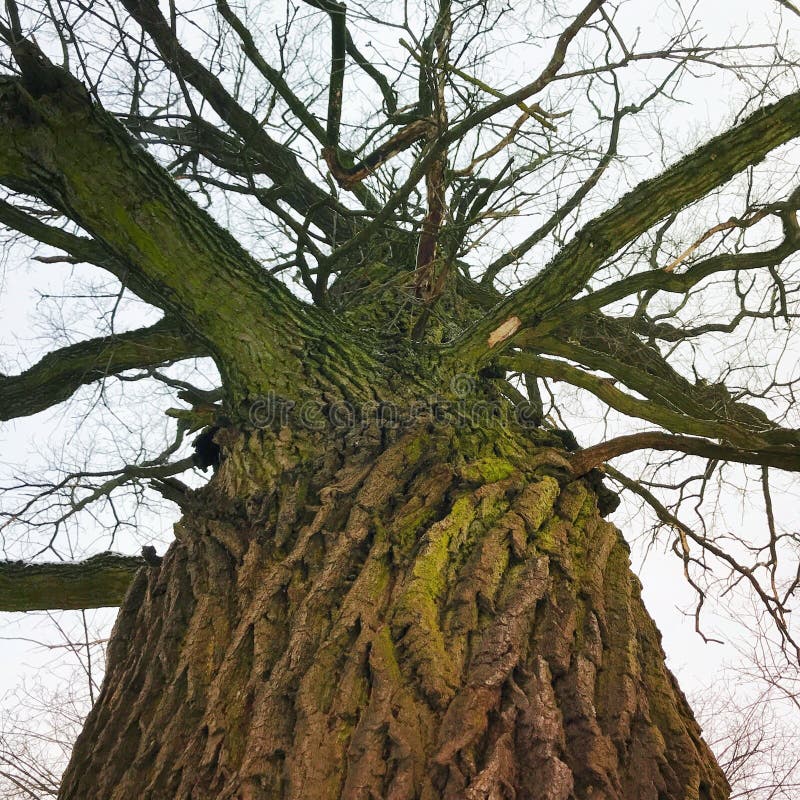 Tree Trunk, View from Below. the Trunk of an Old Oak Tree Closeup. View ...