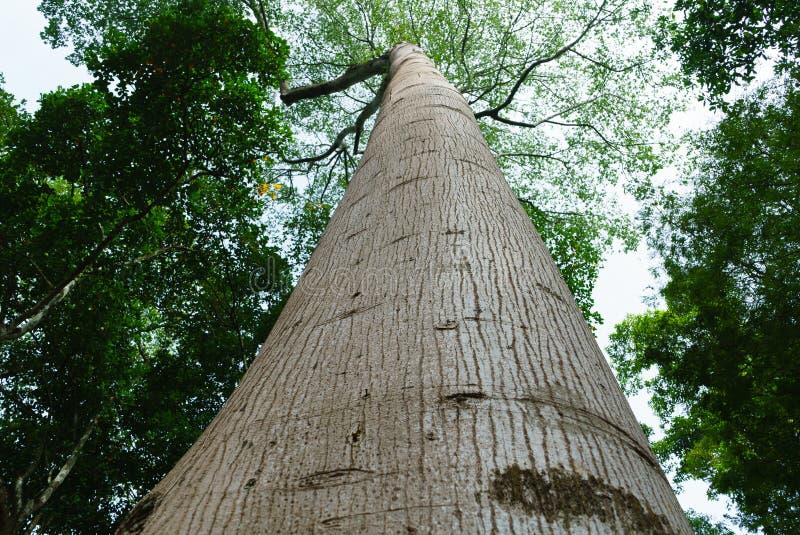 Tree Trunk View from Bottom To Top on Foliage Stock Image - Image of ...