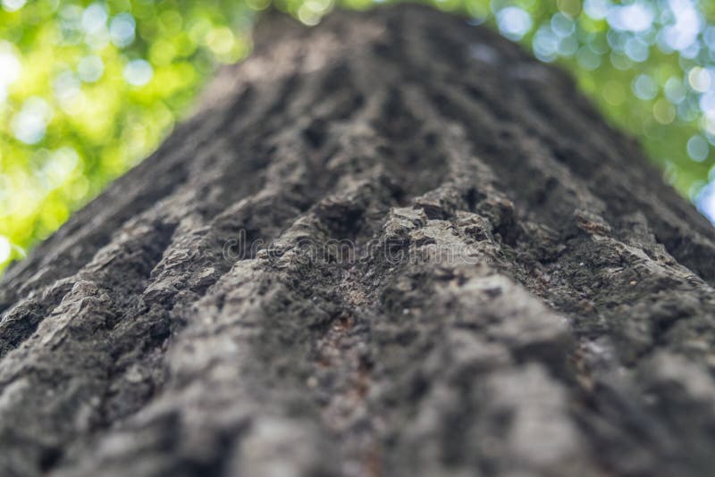 Bottom view of an old tree stock image. Image of park - 98400317