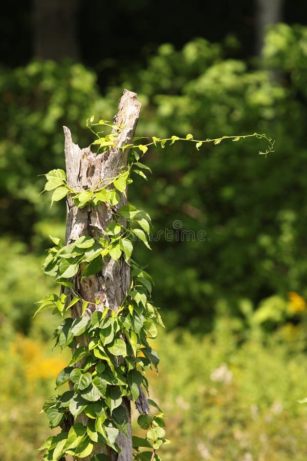 Tree Trunk with Vine Growing Around it Stock Image - Image of growing ...