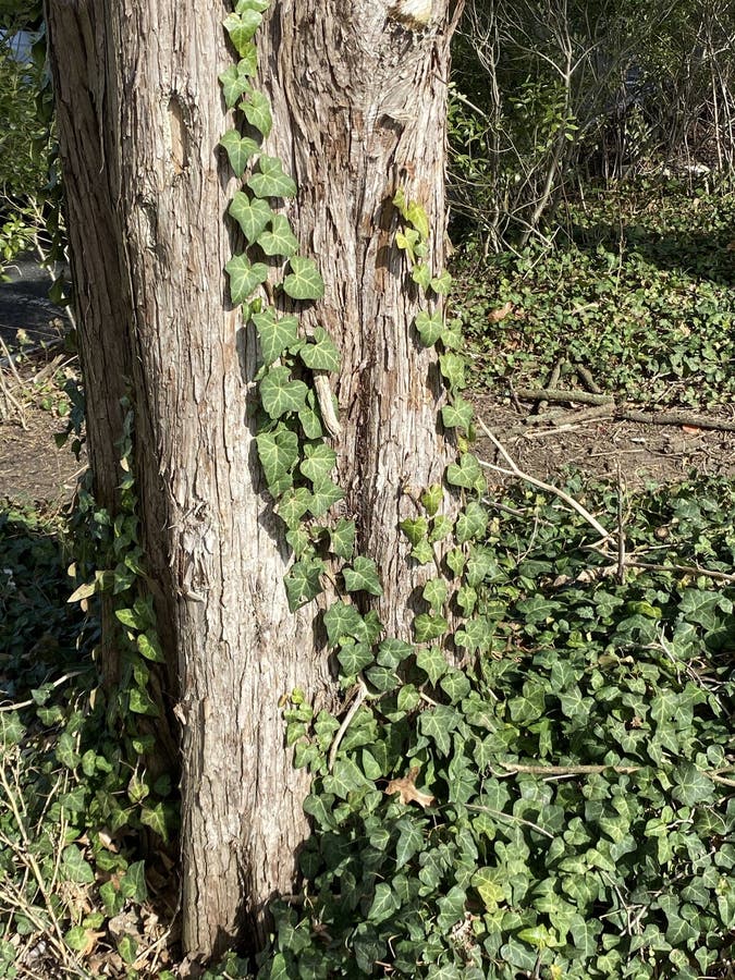 Ivy growing up a tree stock image. Image of nautral - 175981069