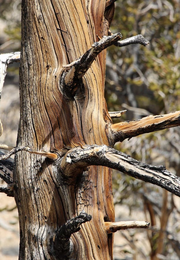 Trunk And Limbs Of Old Pine Tree Stock Image - Image of forest, autumn ...