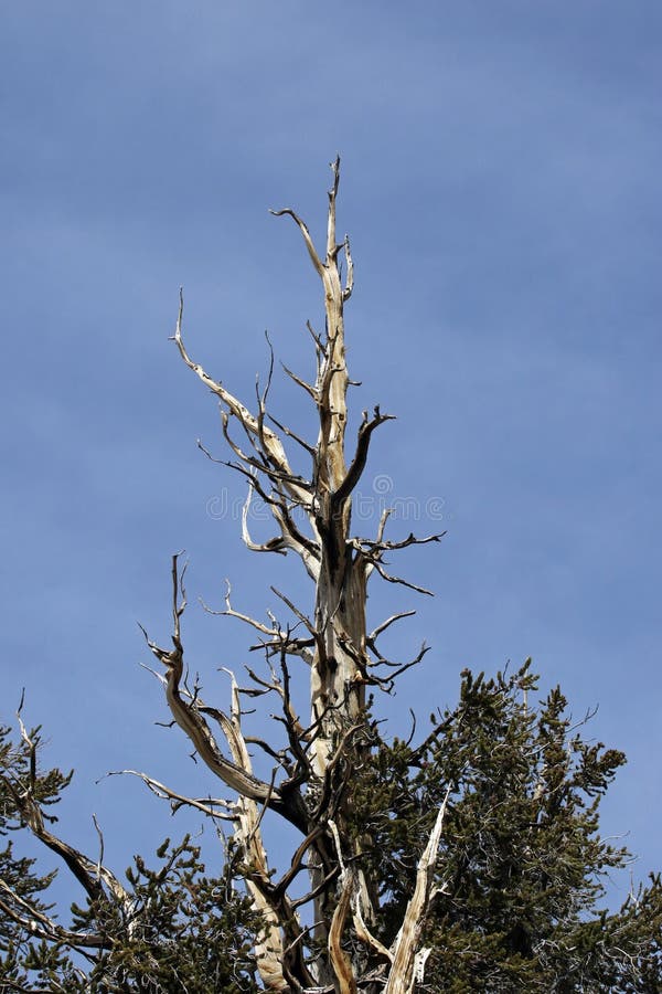 Tree Trunk stock photo. Image of pine, dead, wood, detail - 52400988