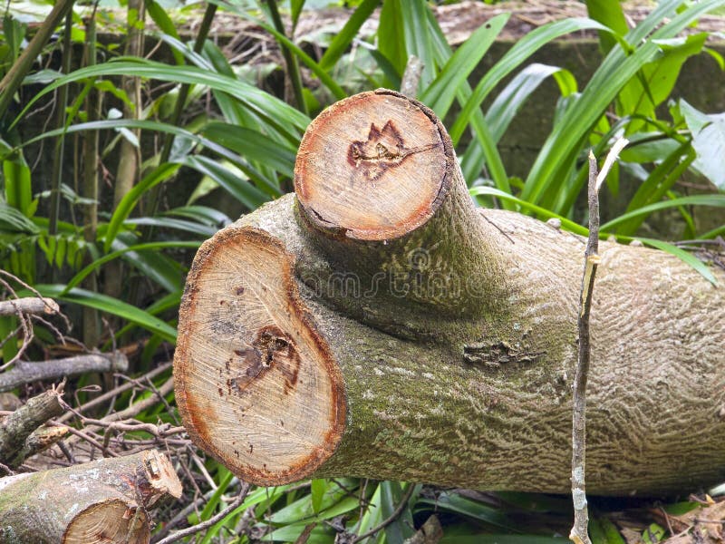 Tree Trunk with Visible Growth Rings Lying on the Ground at a Timber ...