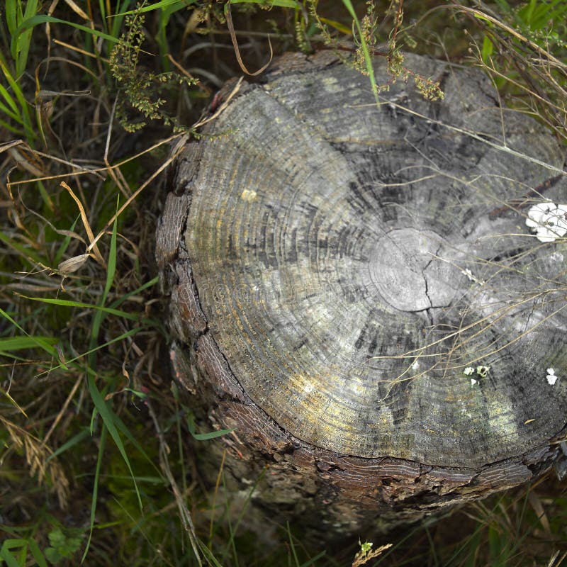 4,338 Square Trunk Tree Photos - Free & Royalty-Free Stock Photos from ...