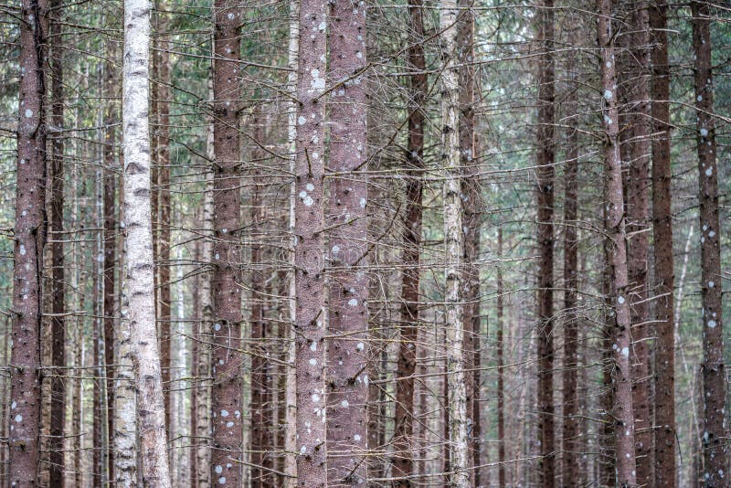 Tree trunk wall in forest stock image. Image of outdoors - 160763643