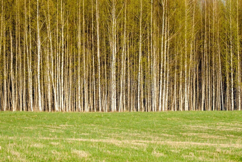 Tree Trunk Wall on the Side of the Field Stock Image - Image of side ...
