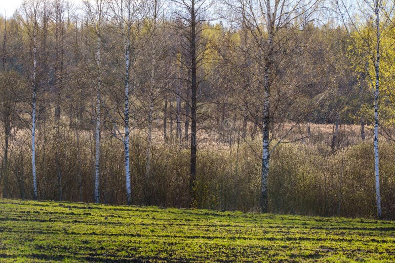 Tree Trunk Wall on the Side of the Field Stock Image - Image of tree ...