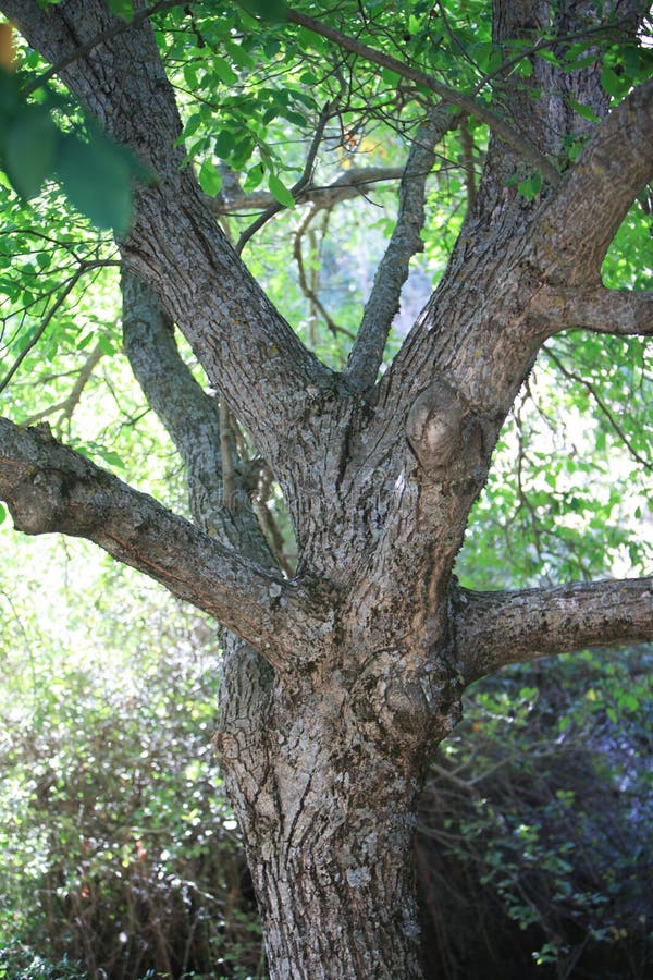 Tree Trunk of Walnut, Old Tree Trunk in Moroccan Forest. Stock Photo ...