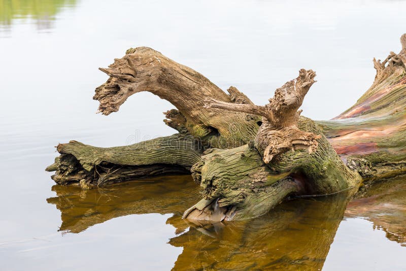 Tree Trunk in Water stock image. Image of tree, wood - 43417339