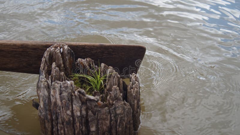 Tree Trunk in the Water. the Lake of Trees Stock Image - Image of ...