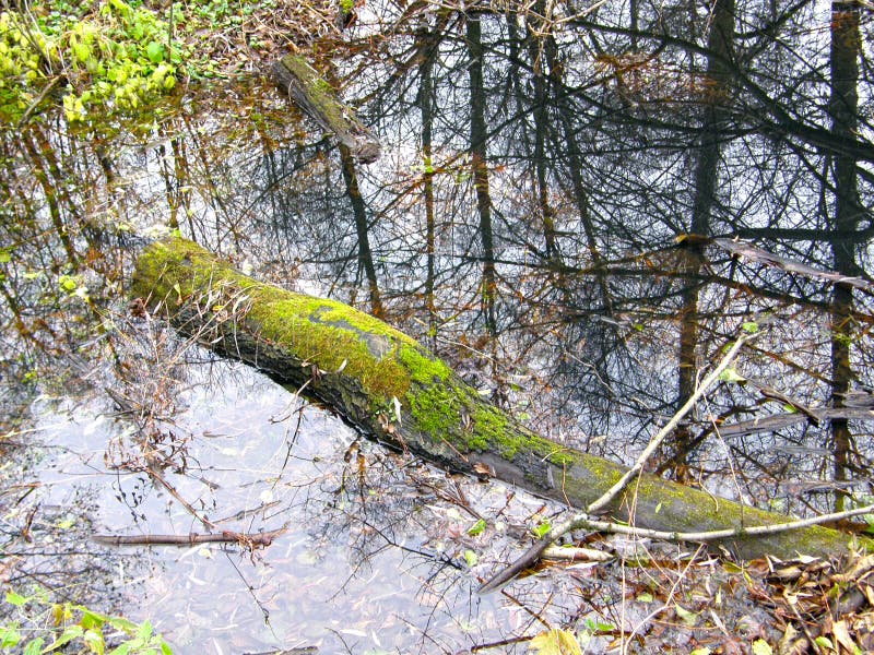 Tree trunk in water. stock photo. Image of leaves, reflection - 104064728