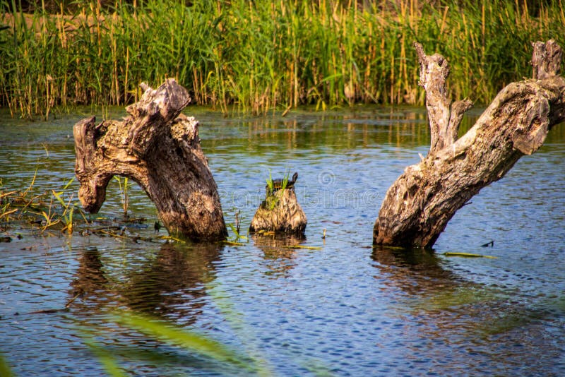 Tree Trunk in the Water Surrounded by Green Vegetation. Stock Image ...