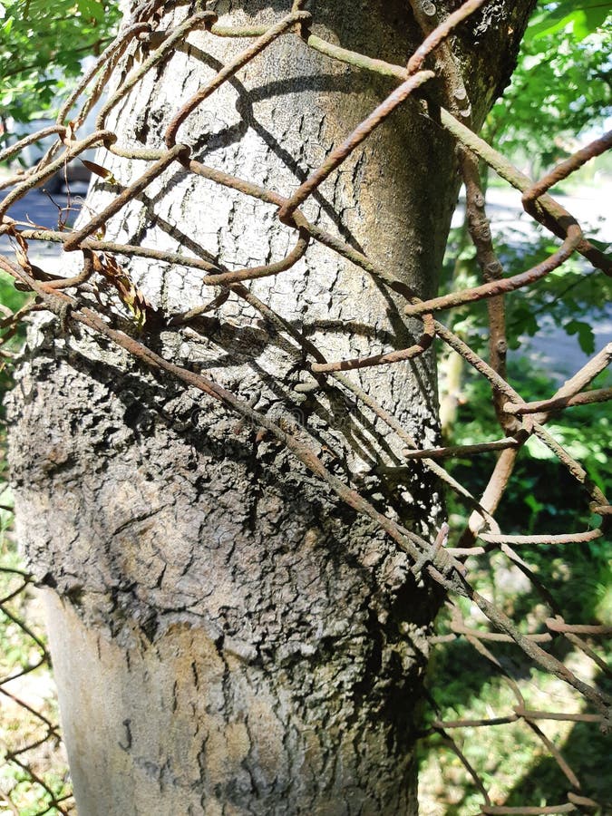 A Tree Trunk in Which a Metal Grid Has Grown Stock Image - Image of ...