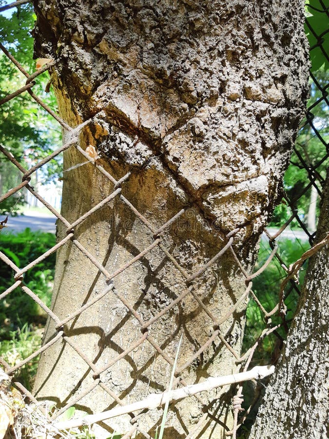 A Tree Trunk in Which a Metal Grid Has Grown Stock Image - Image of ...