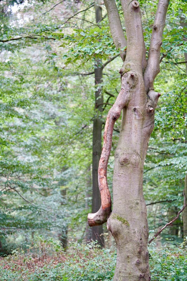 Tree with a trunk stock image. Image of knob, wood, bough - 83650871