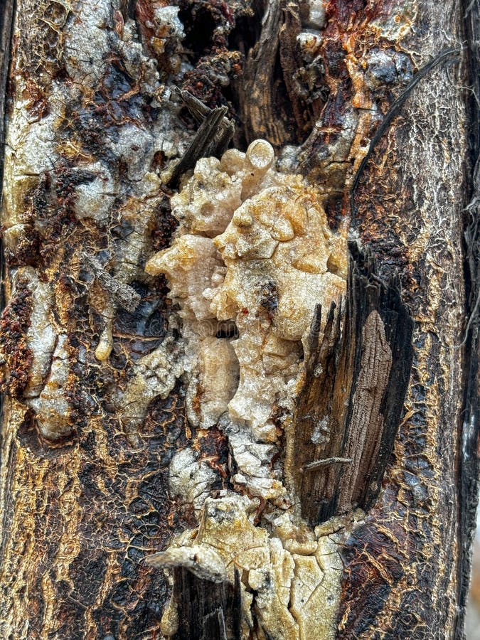 A Tree Trunk with a White Substance Glue Growing on it Stock Image ...