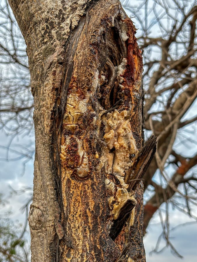 A Tree Trunk with a White Substance Glue Growing on it Stock Photo ...