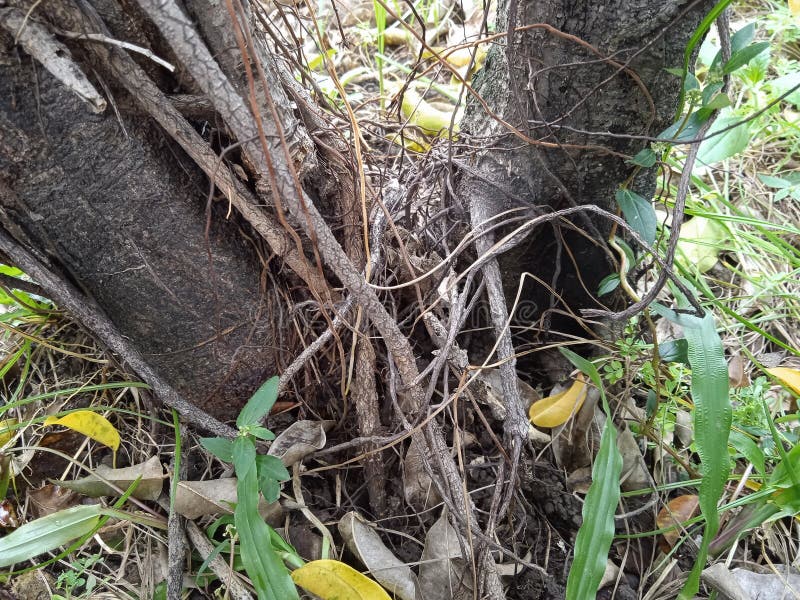 A Tree Trunk Whose Roots Spread Around the Trunk Stock Image - Image of ...