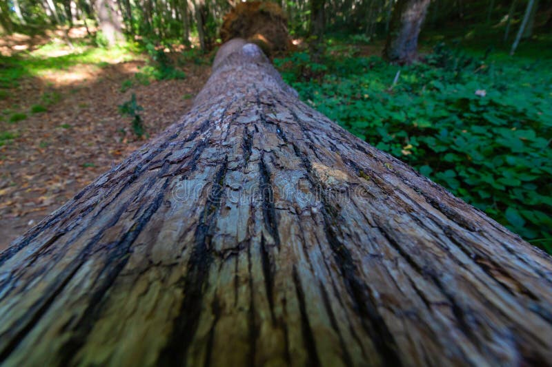 Tree Trunk Wide Angle View. a Dead Tree on the Forest Ground Stock ...