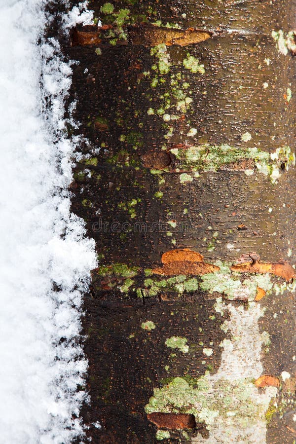 Tree Trunk in the Winter with Snow Stock Image - Image of concept, bark ...